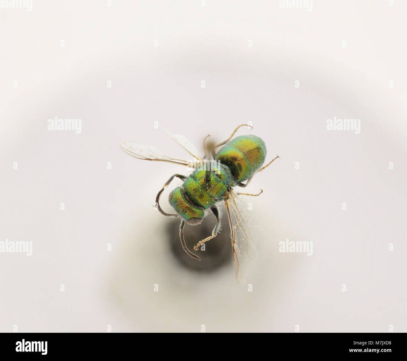 Cephalochrysis ehrenbergi is a species of parasitic wasp known for its ...