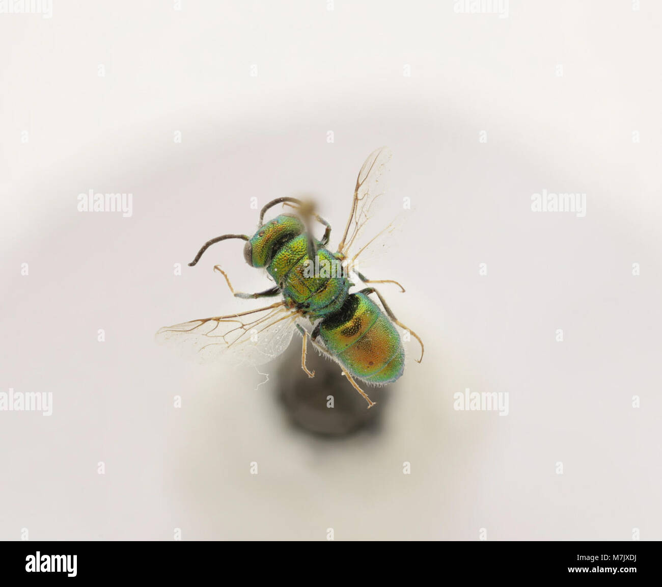 Cephalochrysis ehrenbergi is a species of parasitic wasp in the family ...