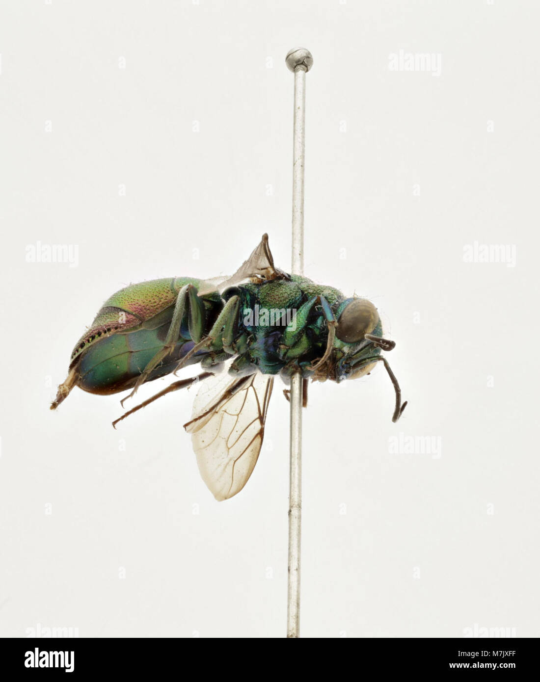 Chrysis marqueti (Zoosphere 115 001 Stock Photo - Alamy