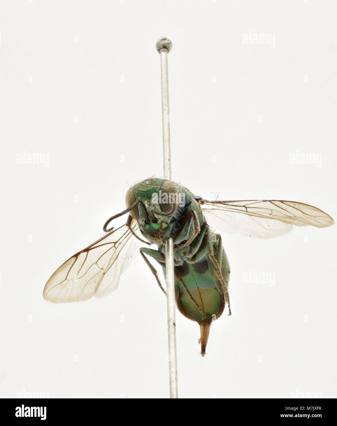 Chrysis marqueti is a species of cuckoo wasp known for its vibrant ...