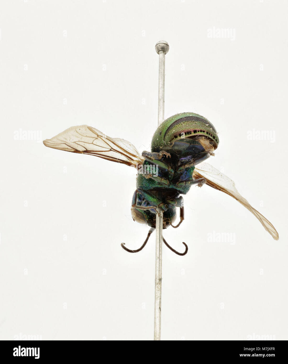 A scientific image of Chrysis marqueti, a species of cuckoo wasp. The ...