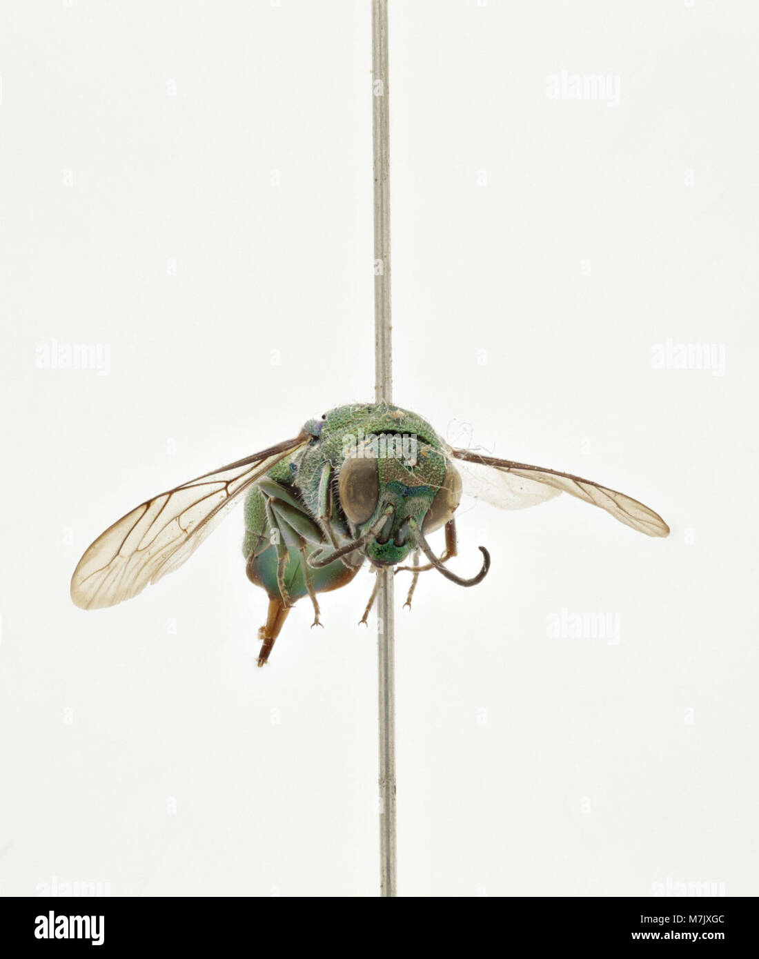 Chrysis marqueti, a species of cuckoo wasp, displayed for its ...