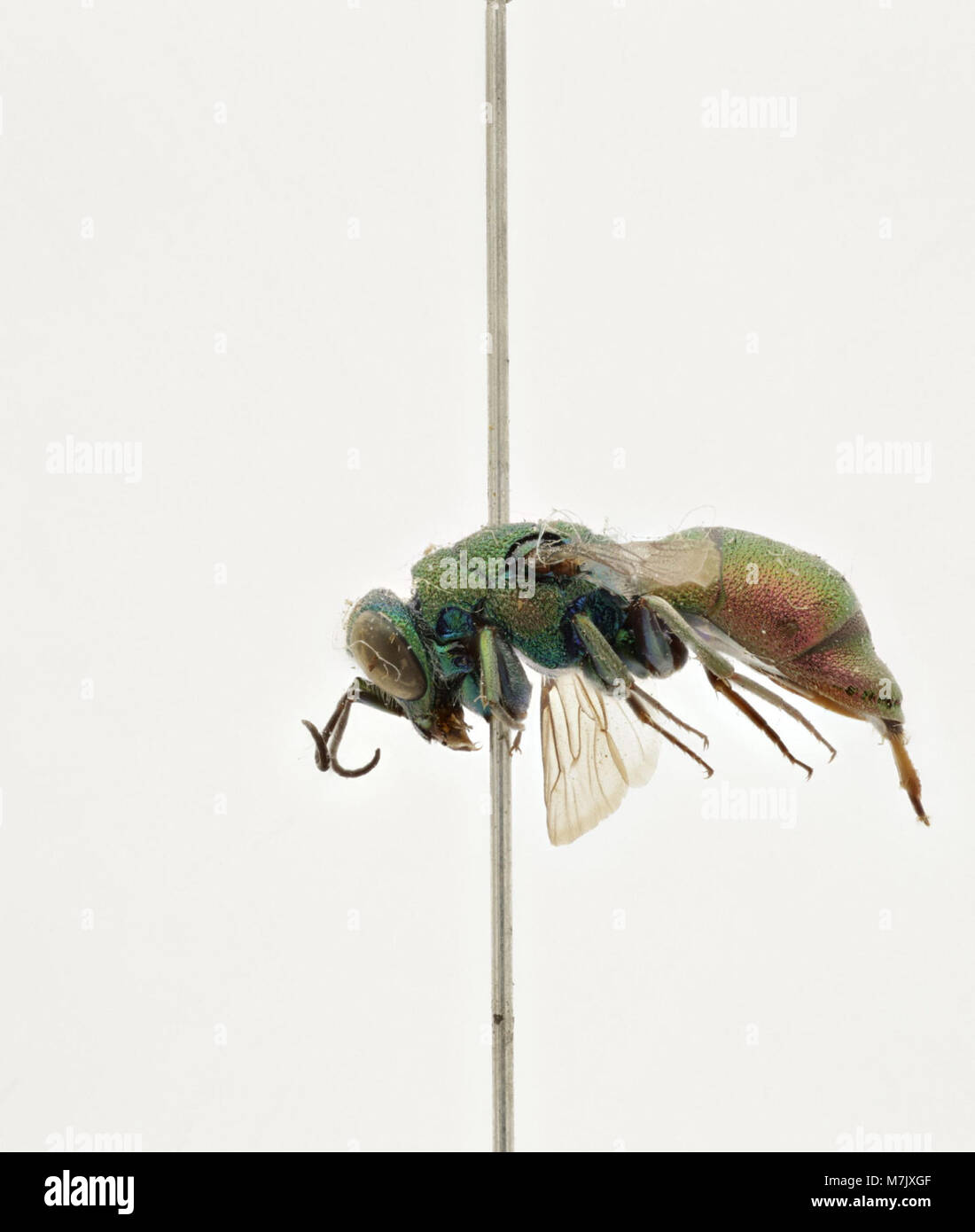This scientific illustration depicts Chrysis marqueti, a species of ...