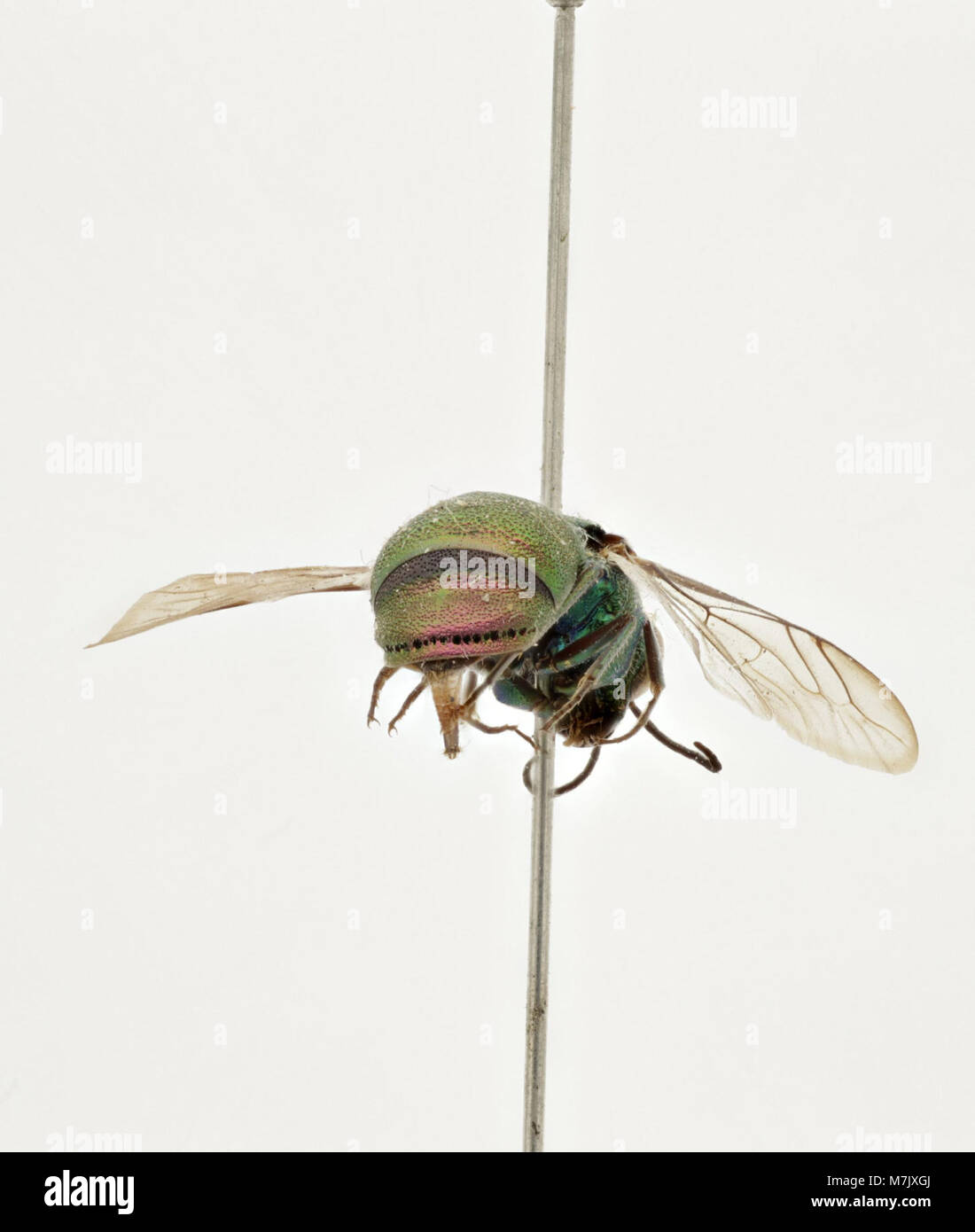 Chrysis marqueti is a species of cuckoo wasp cataloged under the ...