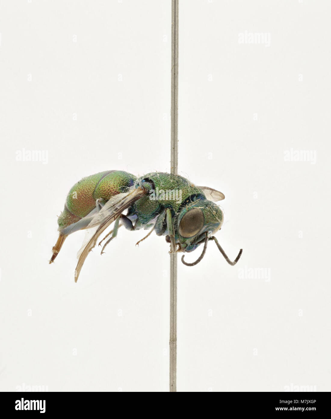 An image of Chrysis marqueti, a species of parasitic wasp from the ...