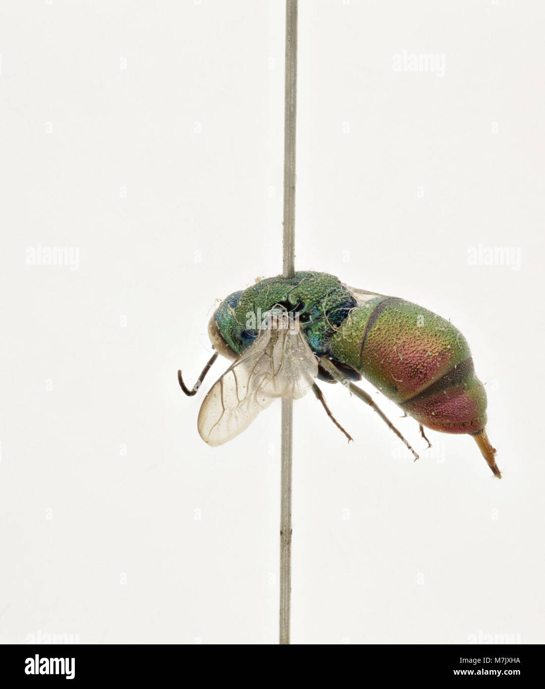 Chrysis marqueti, a species of parasitic wasp, is depicted in this ...