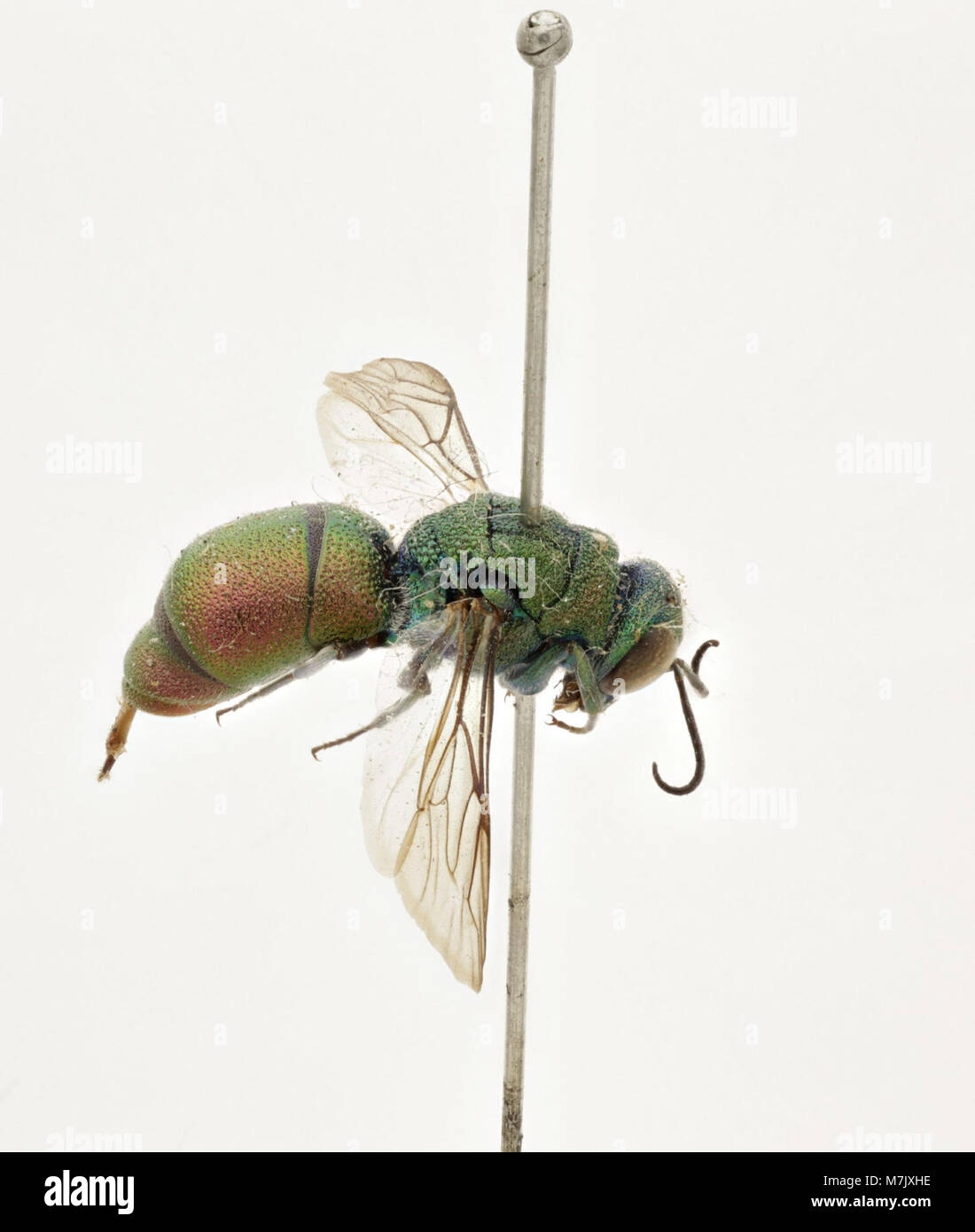 Chrysis marqueti is a species of cuckoo wasp known for its vibrant ...