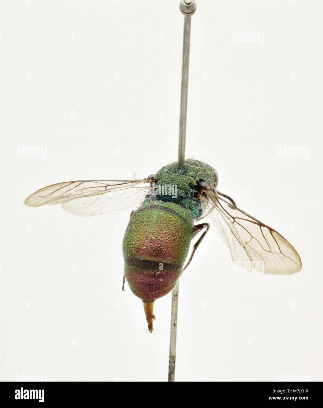 Chrysis marqueti (Zoosphere 115 059 Stock Photo - Alamy