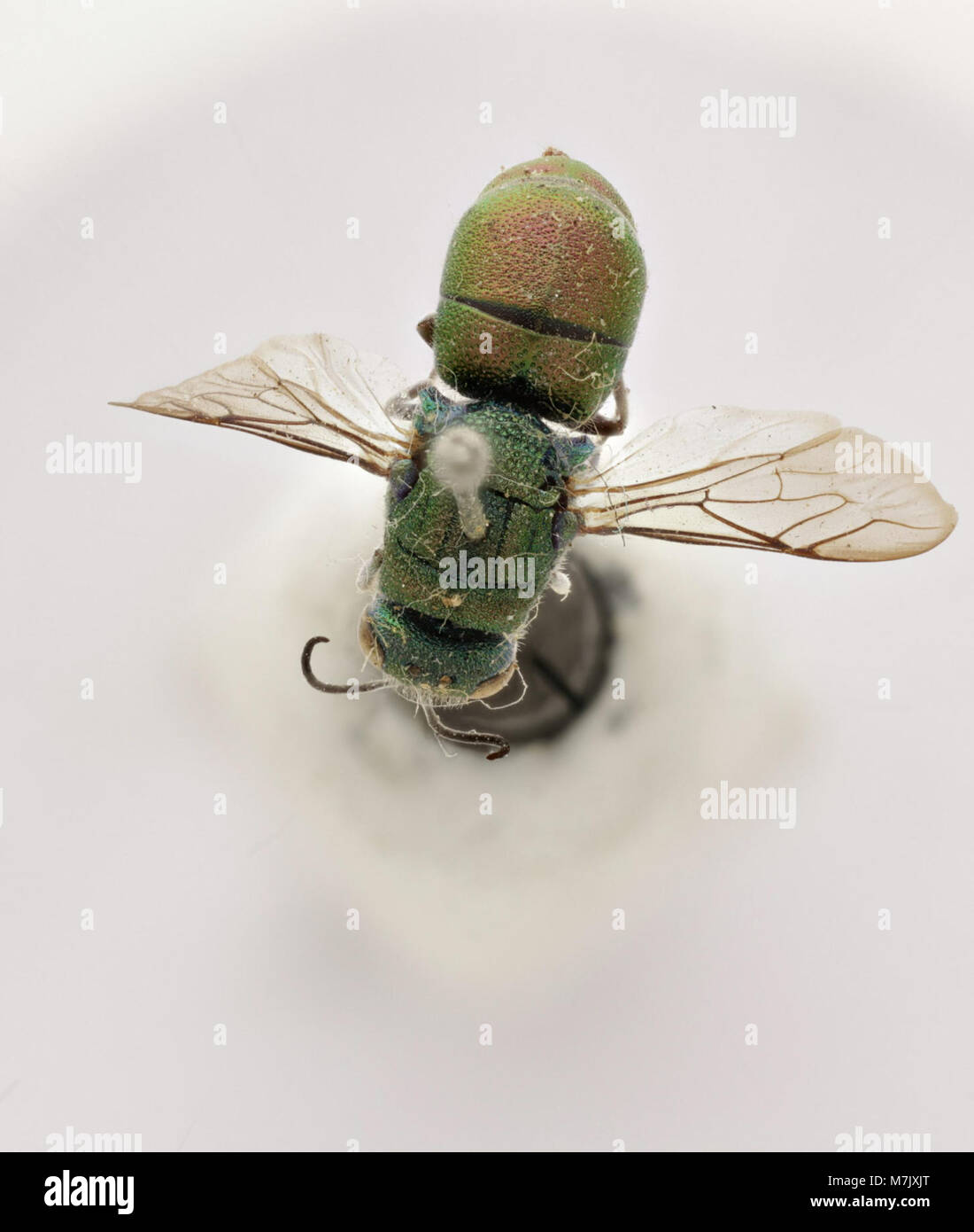 Chrysis marqueti (Zoosphere 115 084 Stock Photo - Alamy