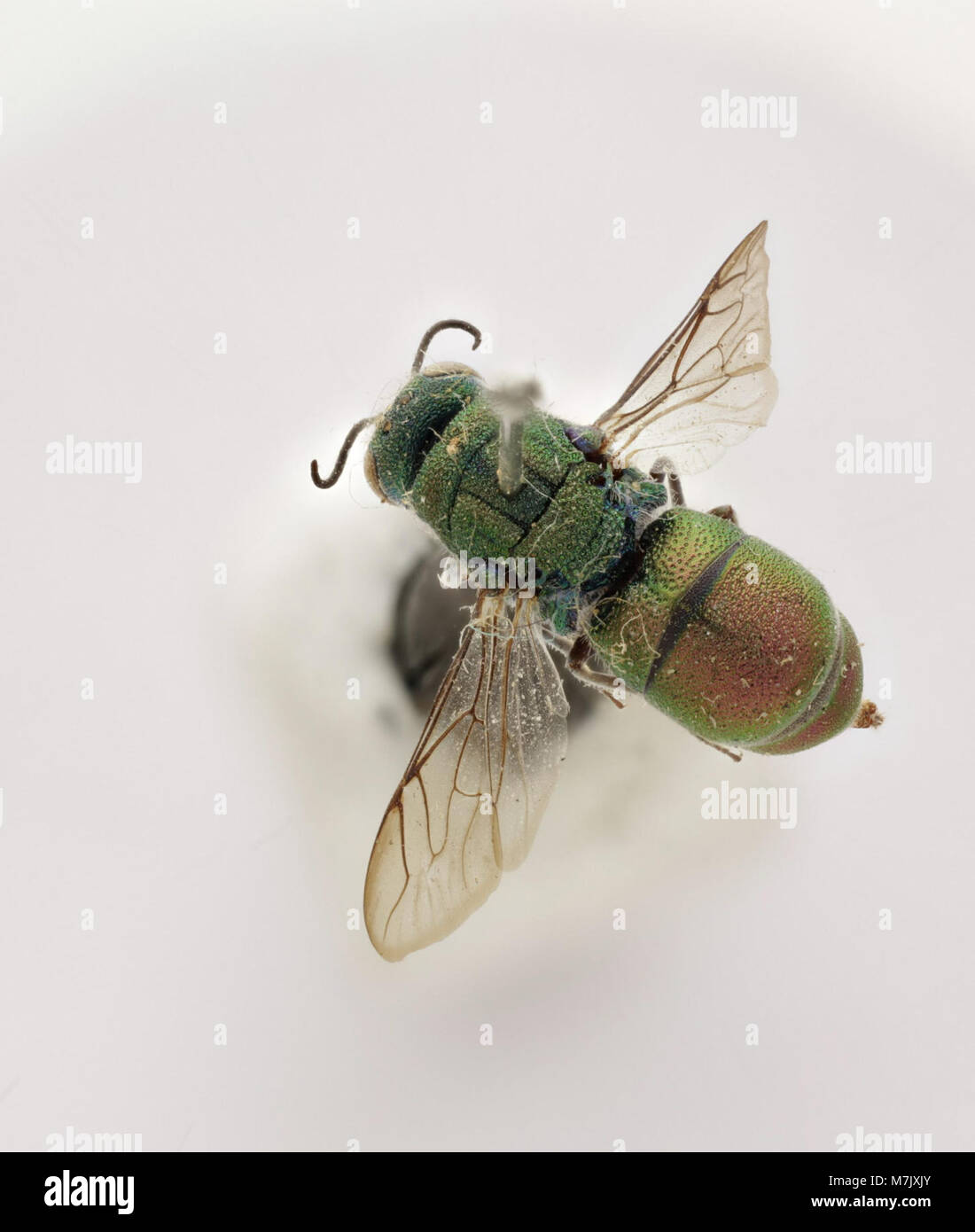 A close-up image of Chrysis marqueti, a species of cuckoo wasp known ...