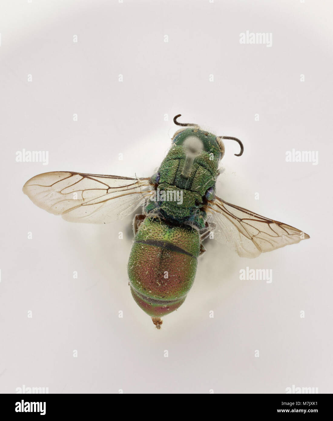 An image of Chrysis marqueti, a species of cuckoo wasp, known for its ...