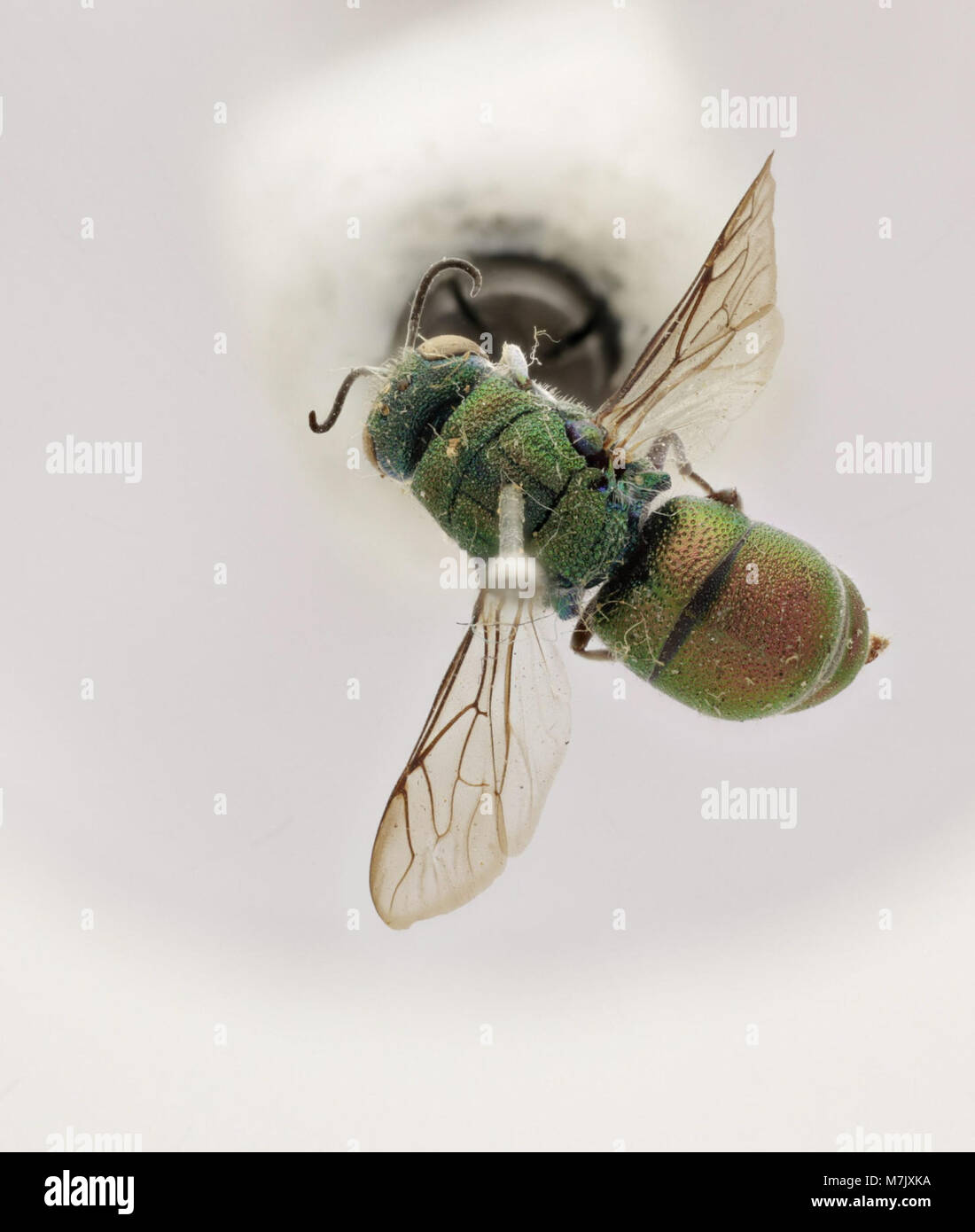 Chrysis marqueti, a species of cuckoo wasp, known for its bright ...
