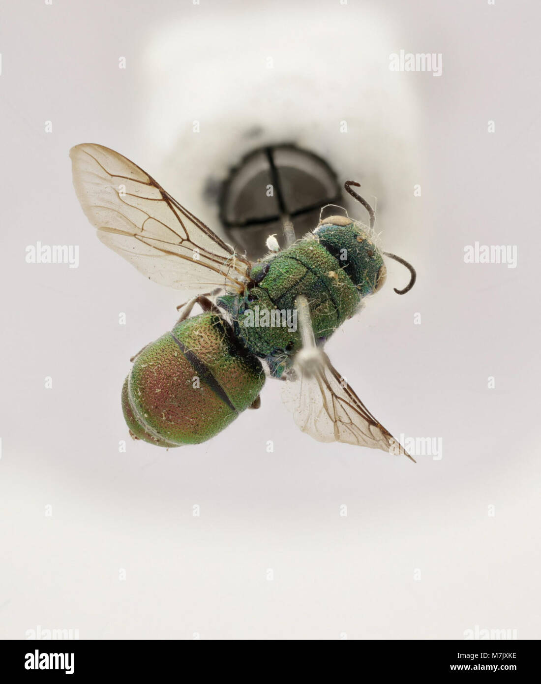 Chrysis marqueti (Zoosphere 115 100 Stock Photo - Alamy