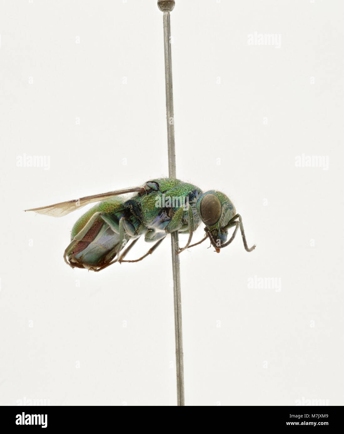 An image of Chrysis marqueti, a species of cuckoo wasp, captured in ...
