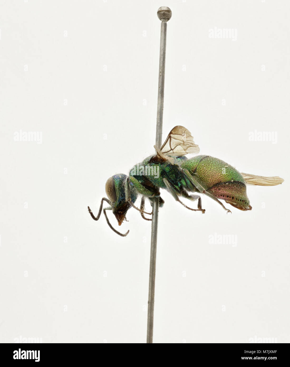 The image showcases Chrysis marqueti, a species of cuckoo wasp known ...