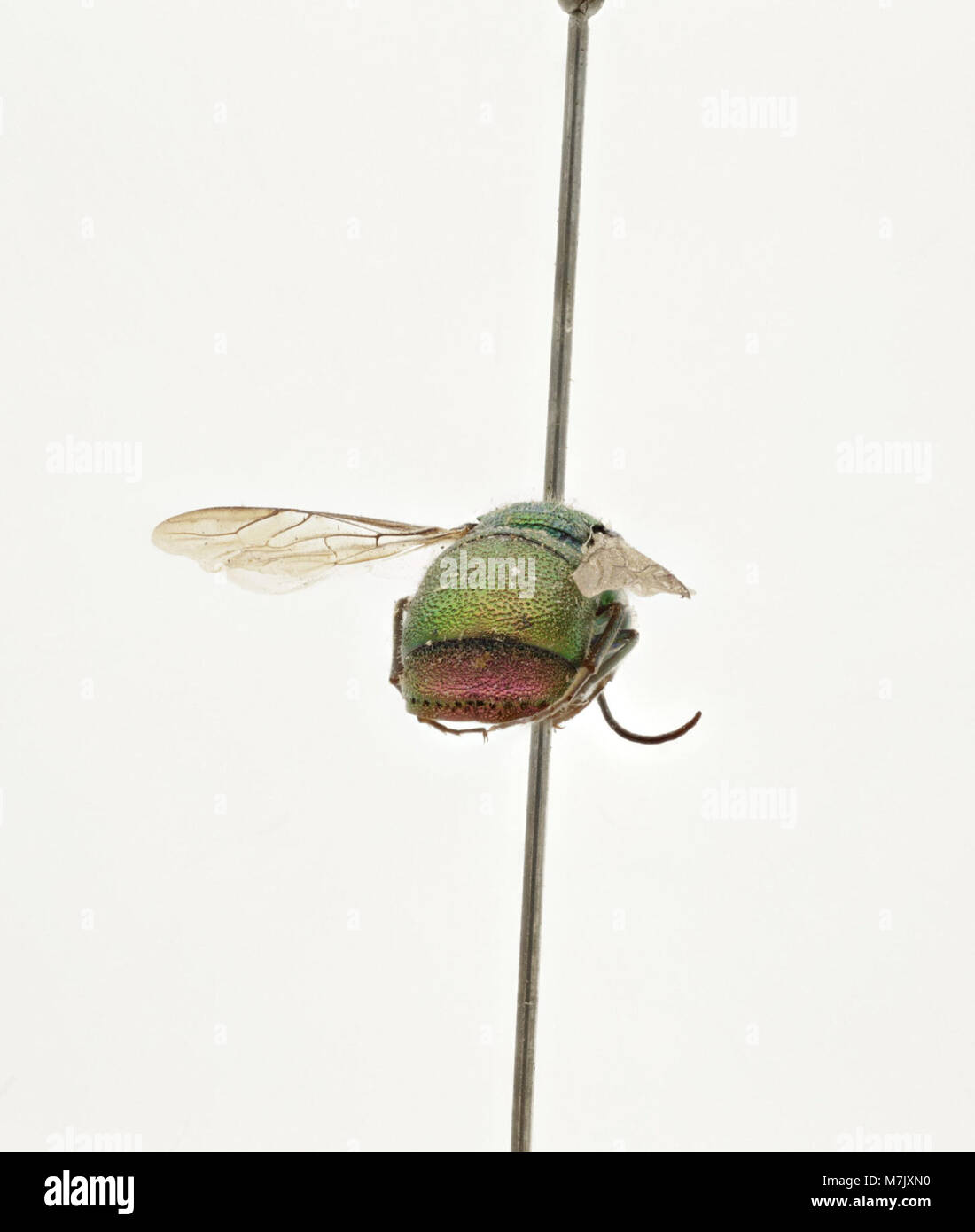 A scientific image of Chrysis marqueti, a species of cuckoo wasp ...