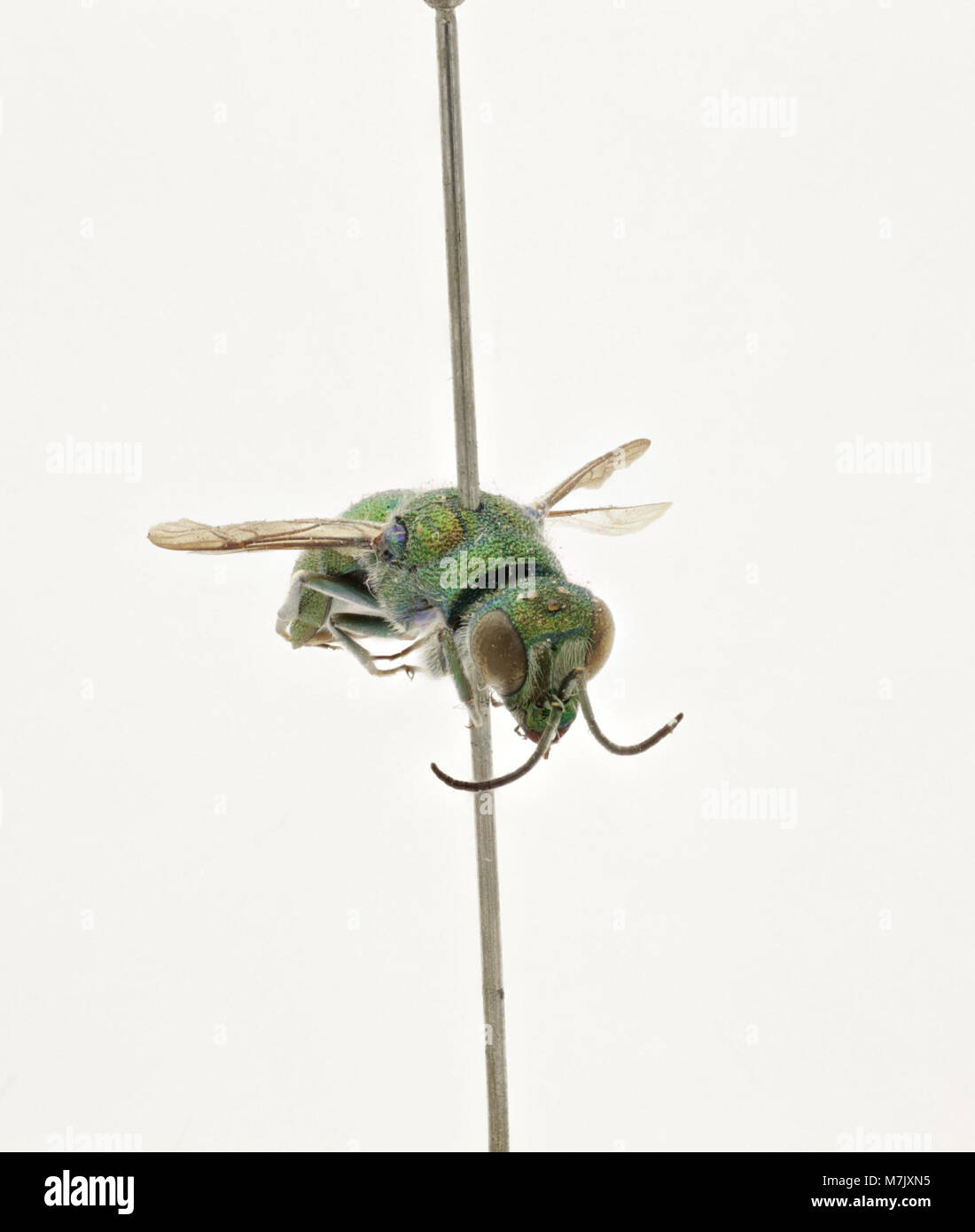 A scientific illustration of Chrysis marqueti, a species of cuckoo wasp ...