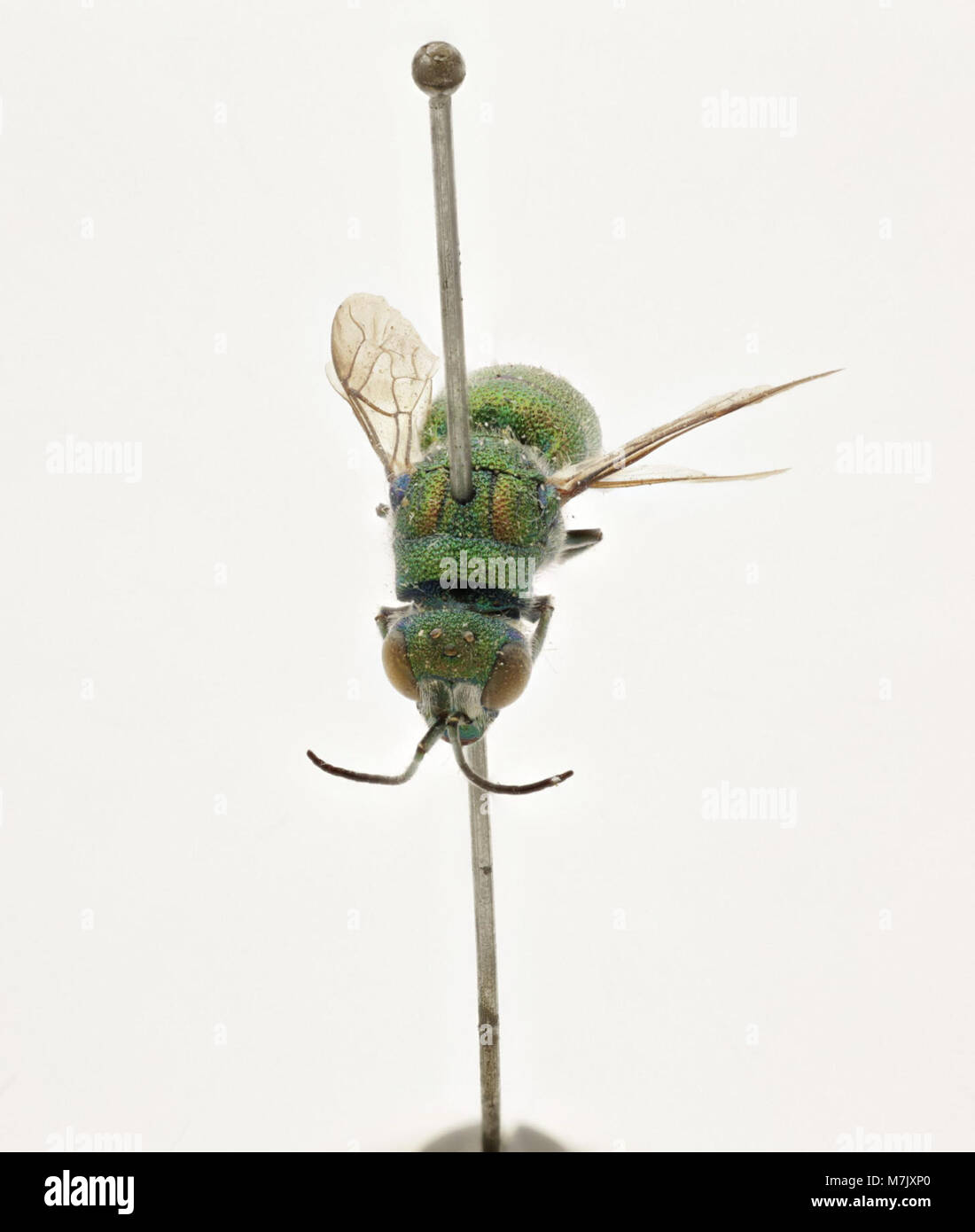 A photograph of *Chrysis marqueti*, a species of cuckoo wasp from the ...