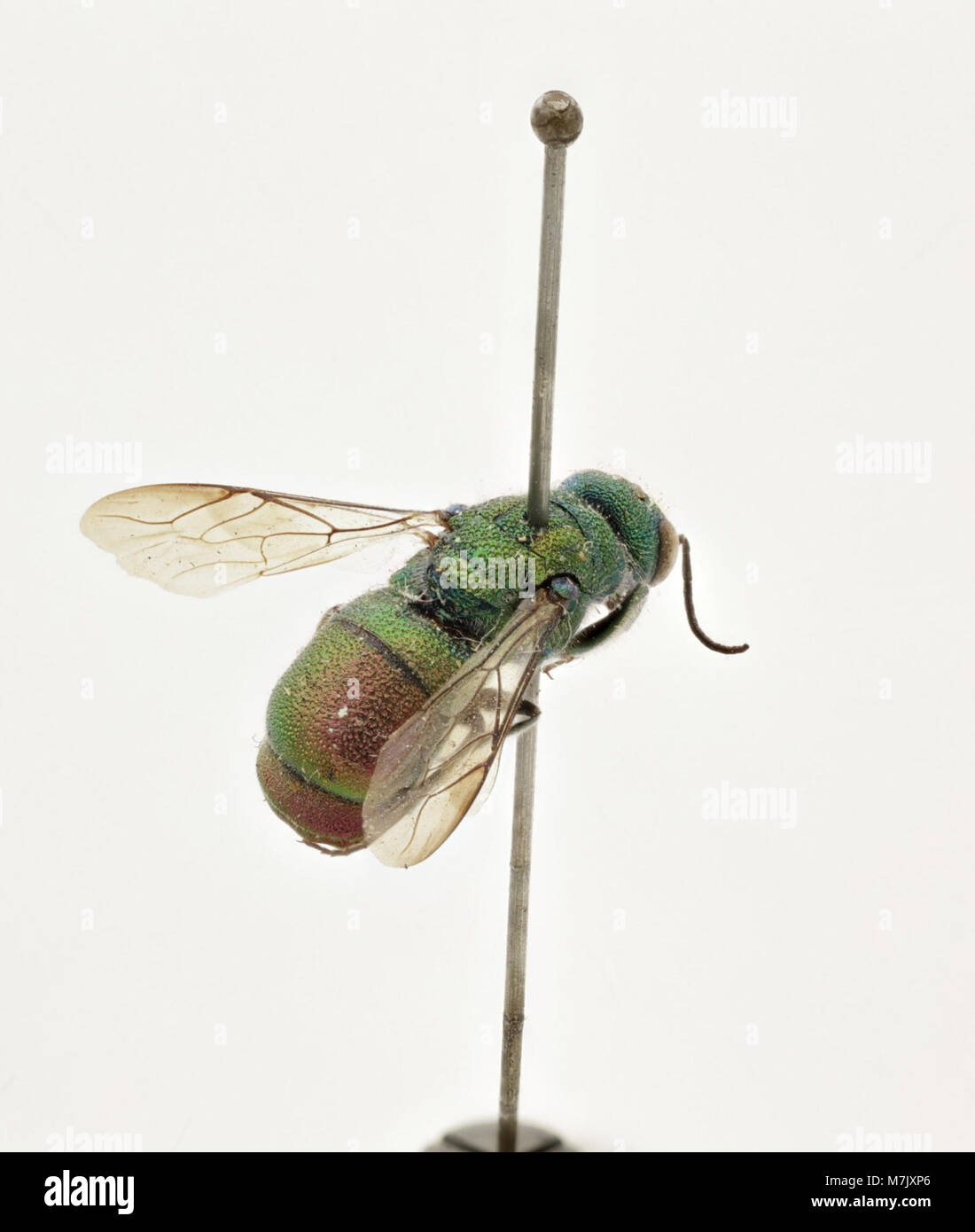 Chrysis marqueti (Zoosphere 116 070 Stock Photo - Alamy