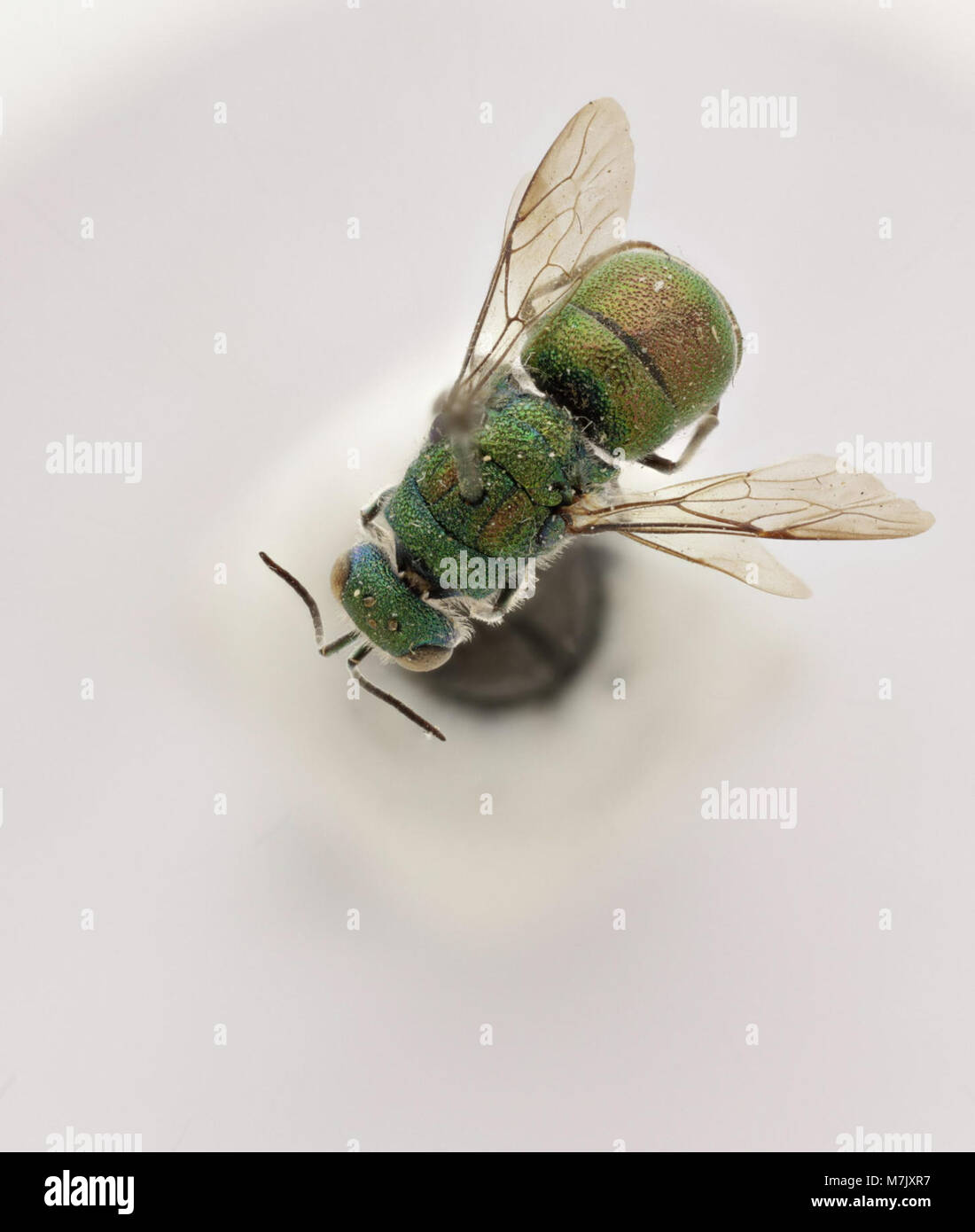 This image features Chrysis marqueti, a species of cuckoo wasp known ...