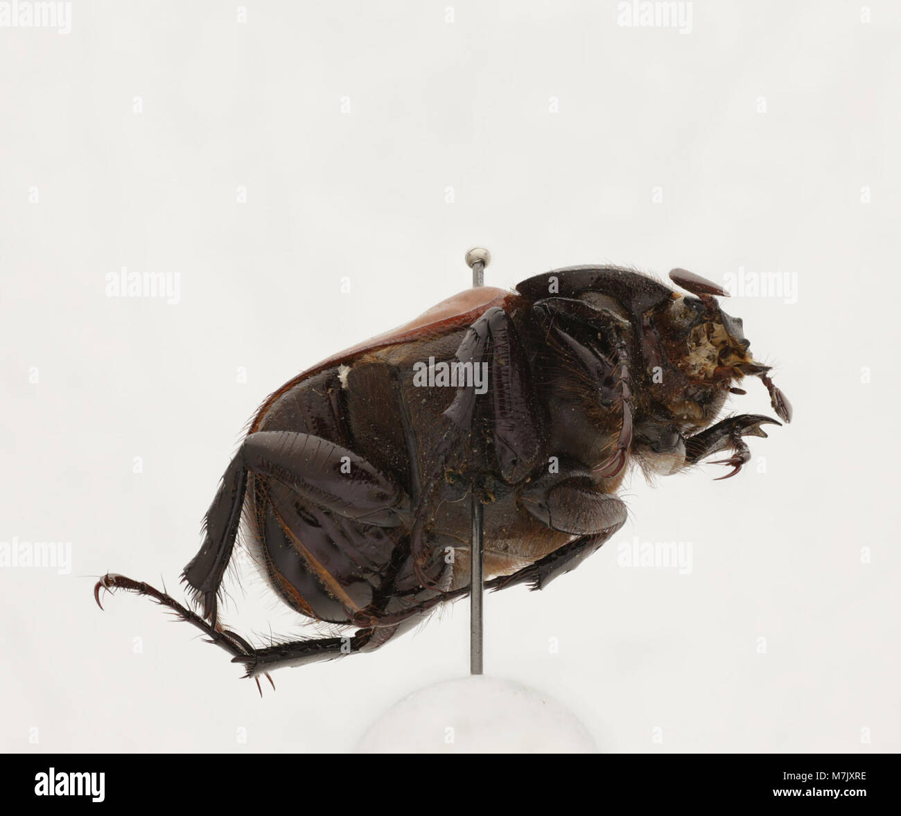 Colacus bicolor, a species within the Zoosphere, identified for its ...