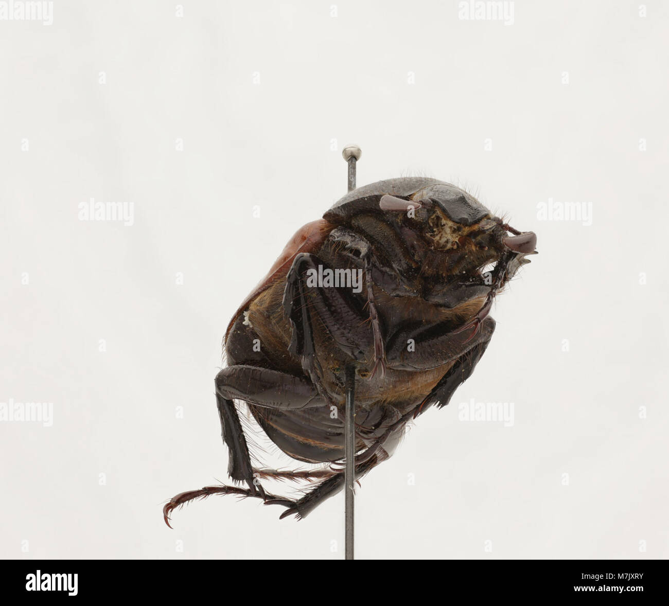 A scientific illustration of Colacus bicolor, a species documented in ...
