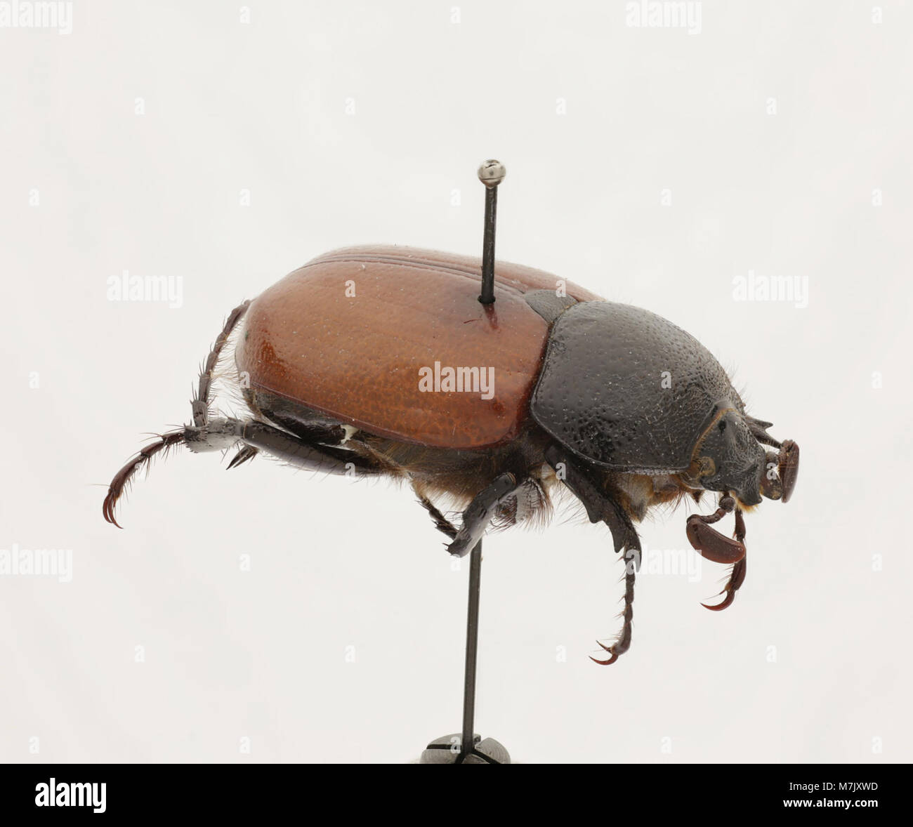 Colacus bicolor (Zoosphere 72 052 Stock Photo - Alamy
