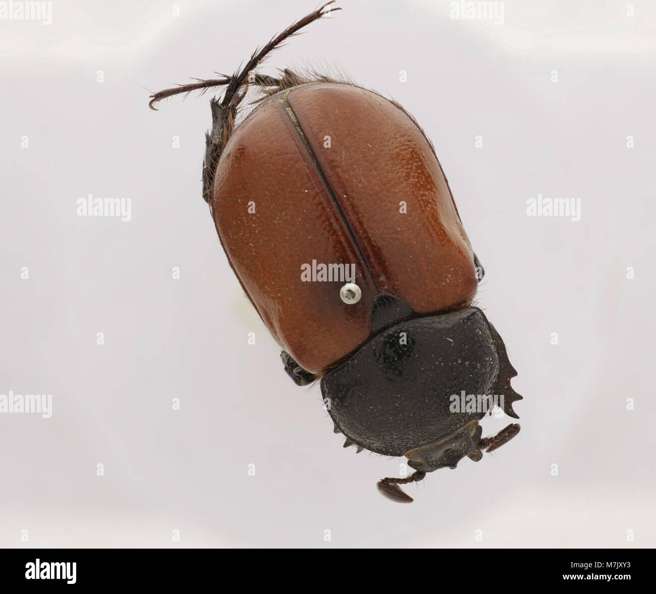 An image of *Colacus bicolor*, a species of beetle belonging to the ...