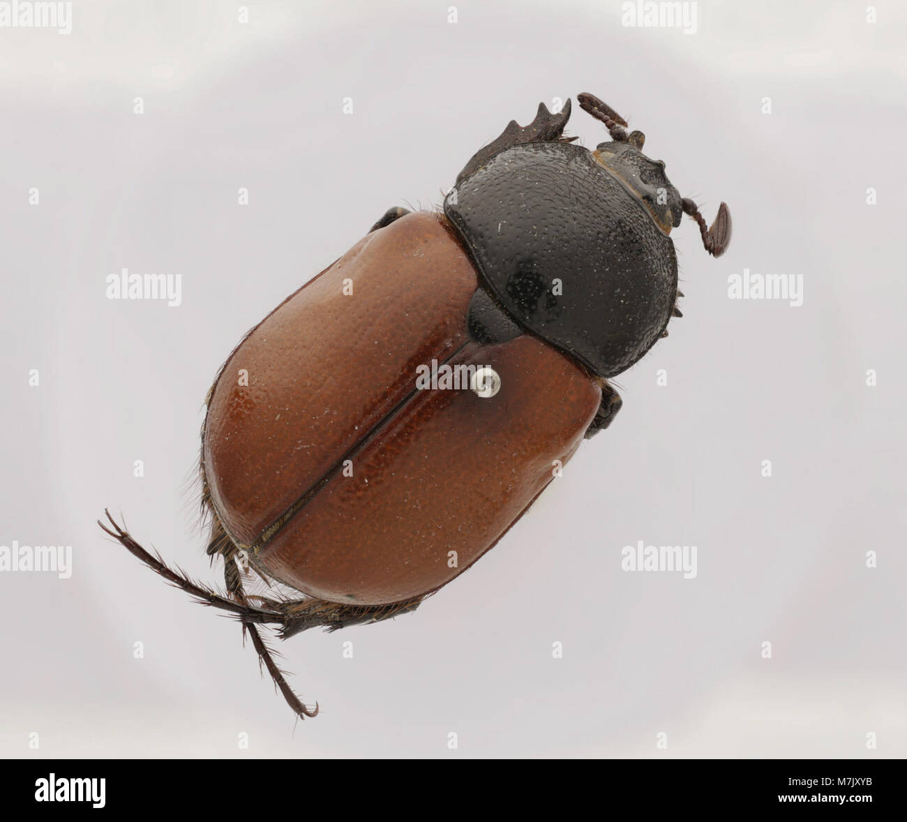 Colacus bicolor (Zoosphere 72 100 Stock Photo - Alamy