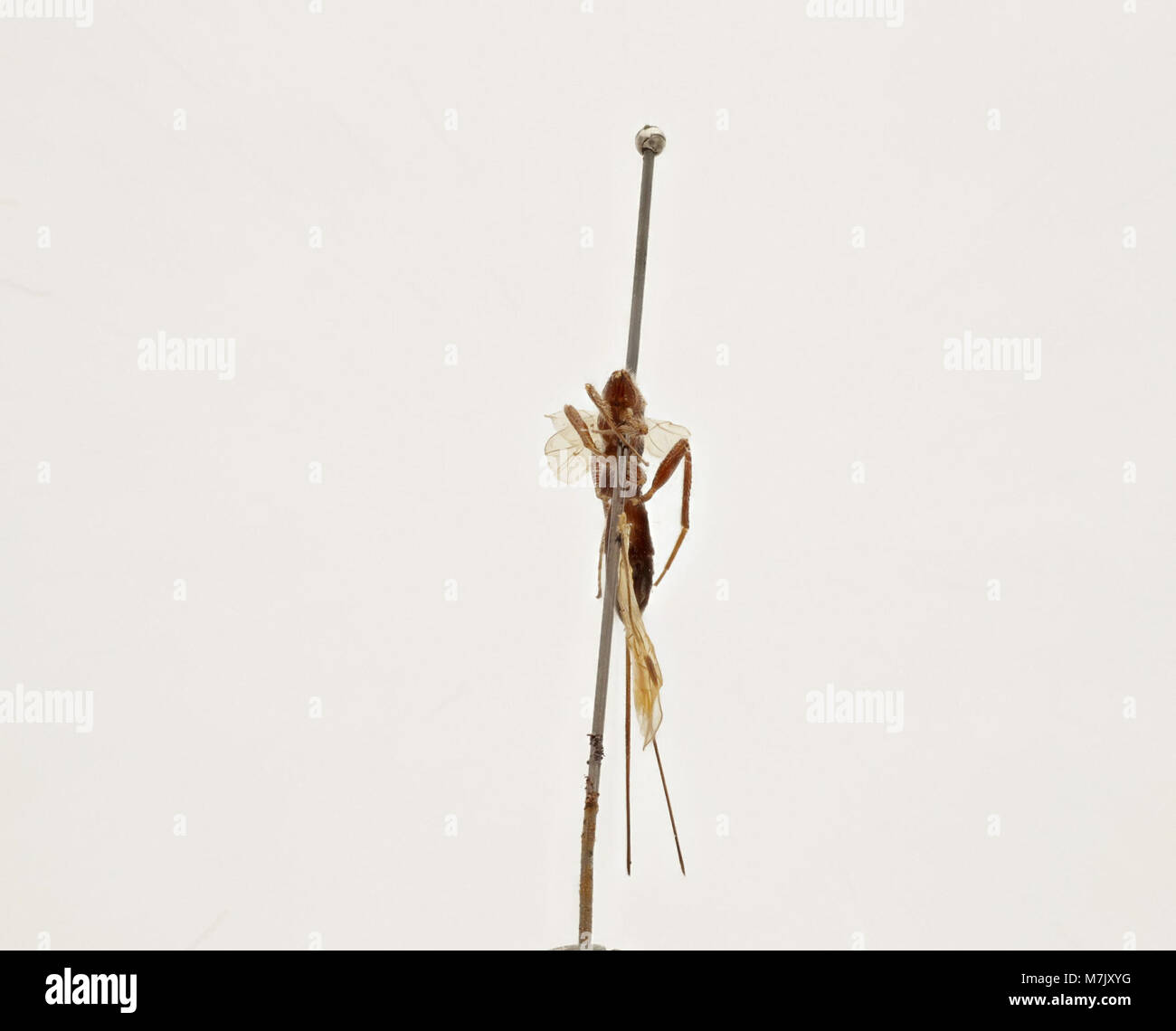 This image features Doryctes deuticoxa, a species from the order ...