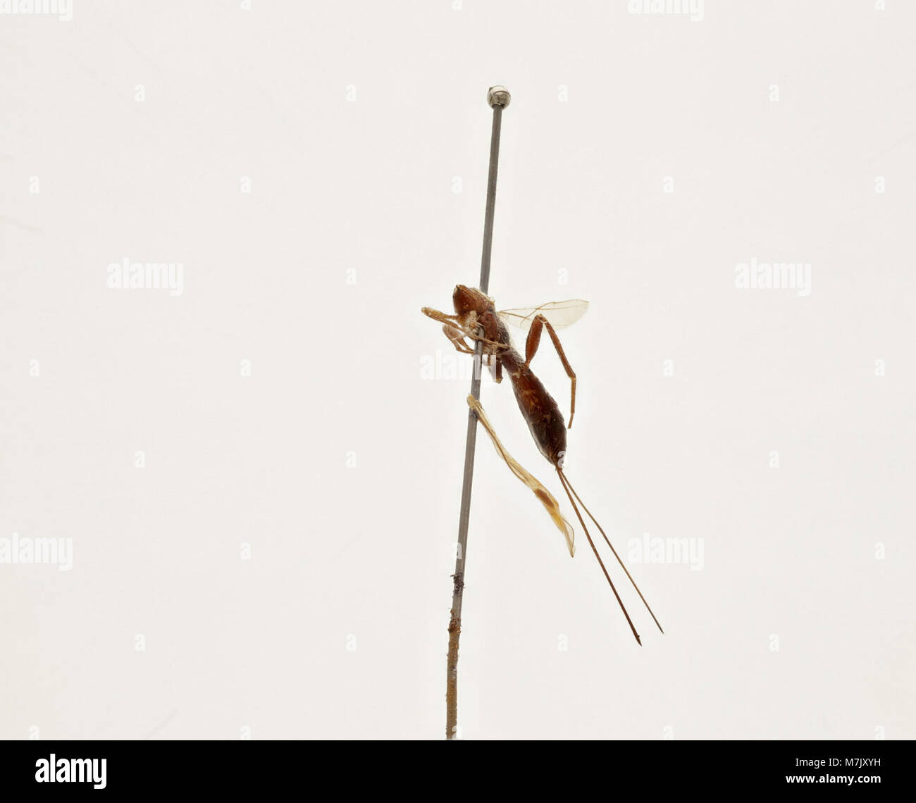 An image of Doryctes deuticoxa, a species of parasitic wasp. The ...