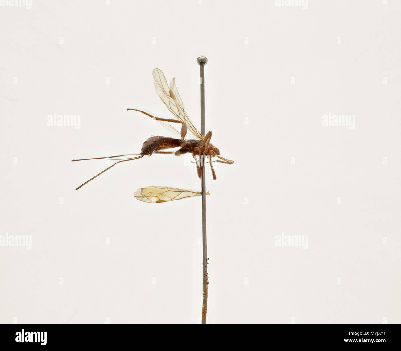 An image of the species Doryctes deuticoxa, a type of parasitic wasp ...