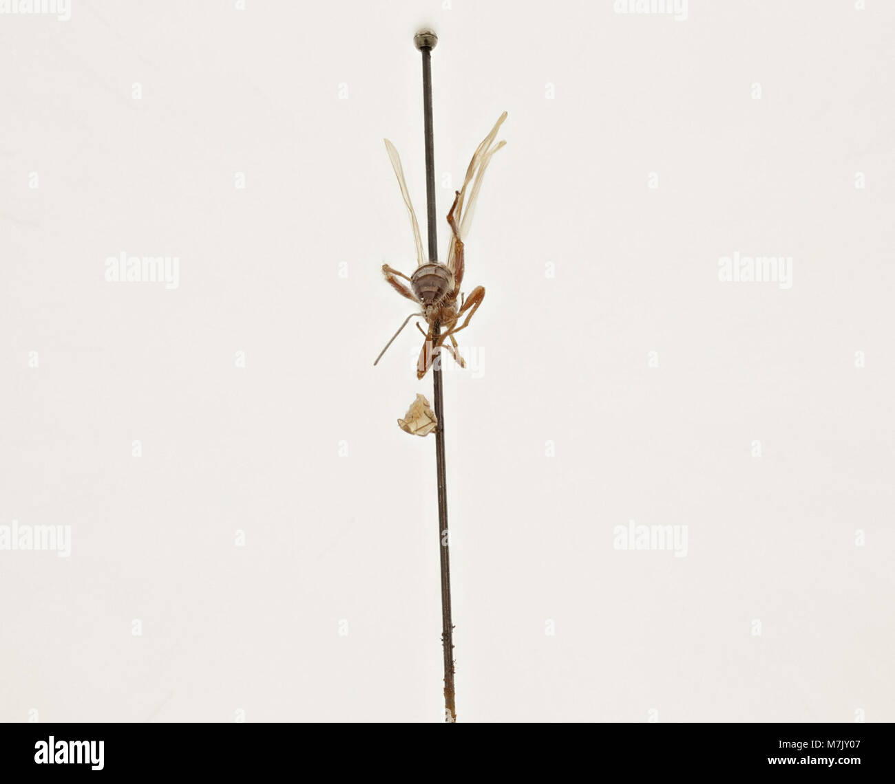 Doryctes deuticoxa is a species of parasitic wasp, belonging to the ...