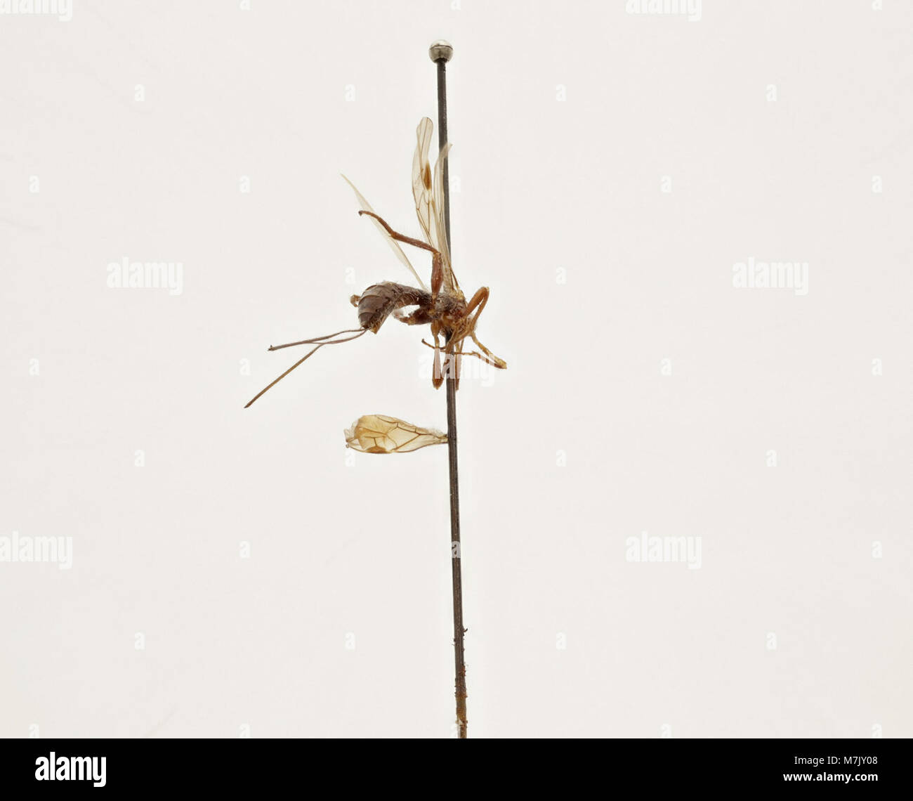 A detailed image of the parasitic wasp species Doryctes deuticoxa ...