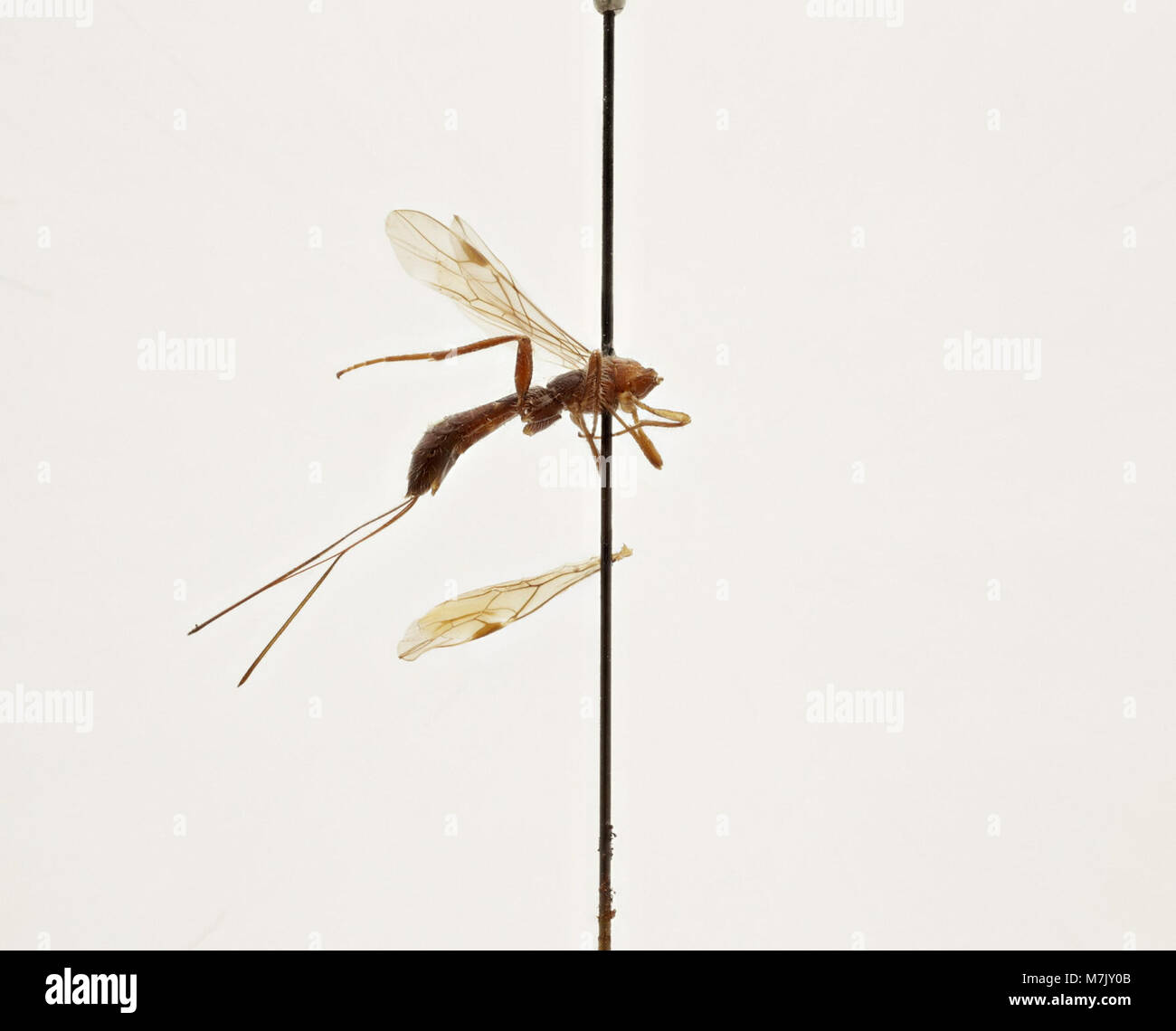 The image shows Doryctes deuticoxa, a species of insect from the ...