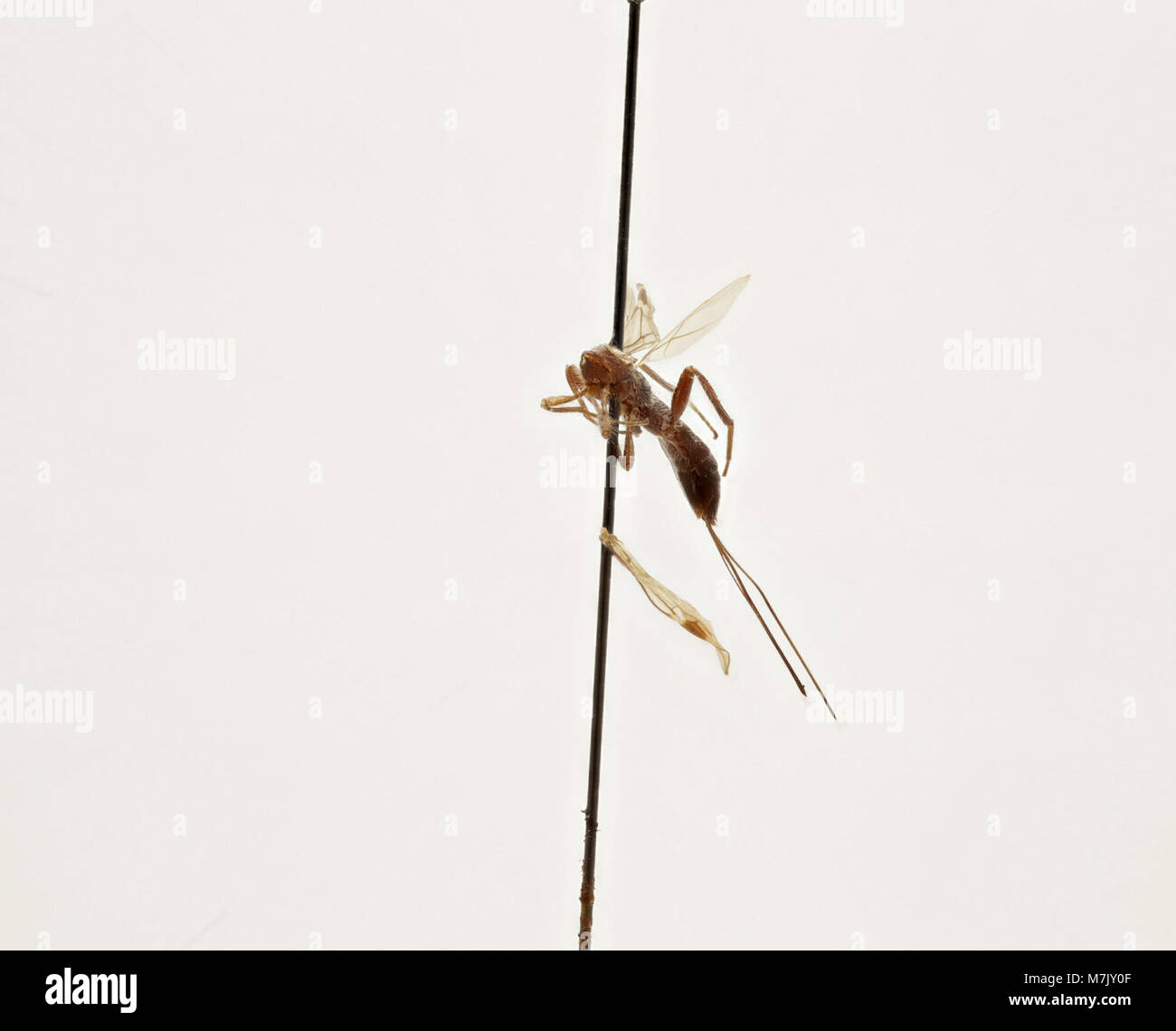An image of Doryctes deuticoxa, a species within the Zoosphere ...