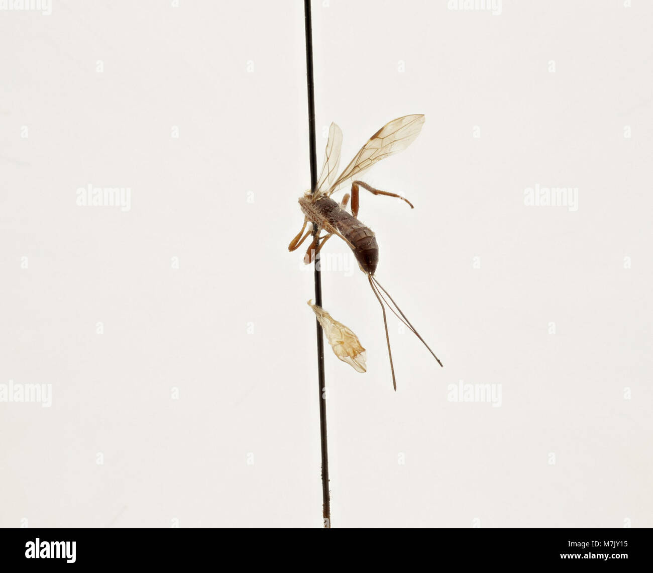 A close-up image of the species Doryctes deuticoxa, an insect belonging ...