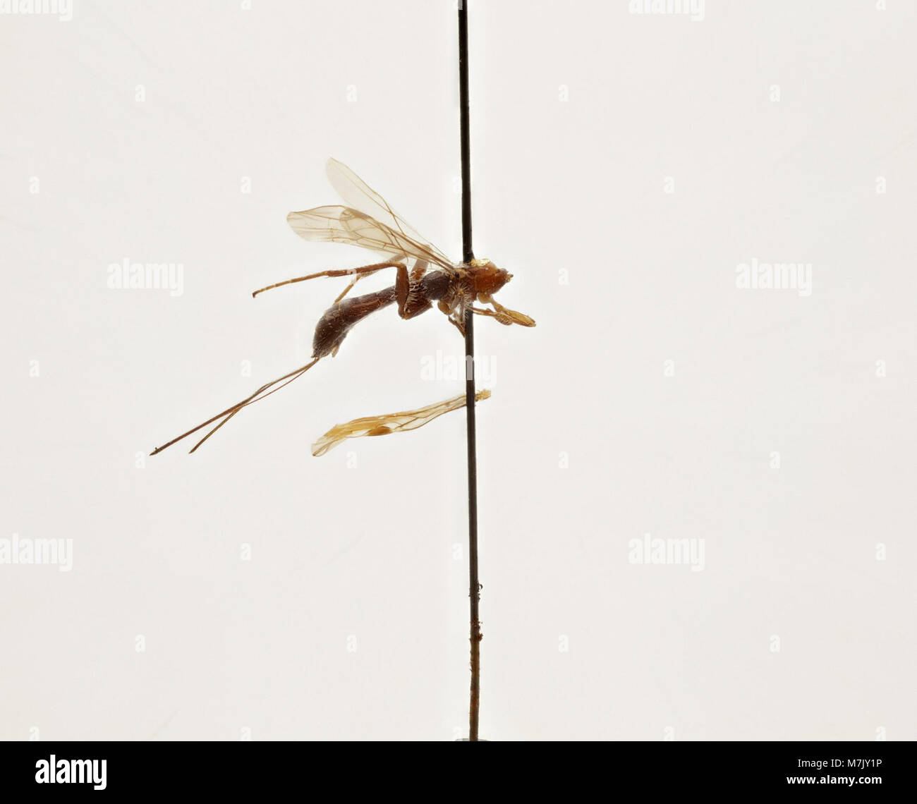 Doryctes deuticoxa is a species of parasitic wasp from the family ...