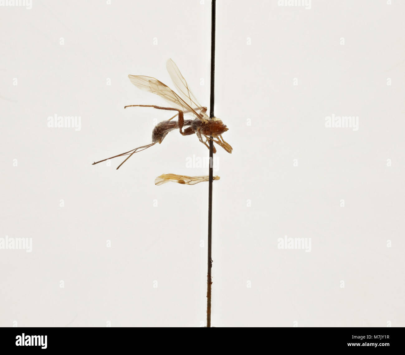 An image showing the insect species Doryctes deuticoxa, part of the ...