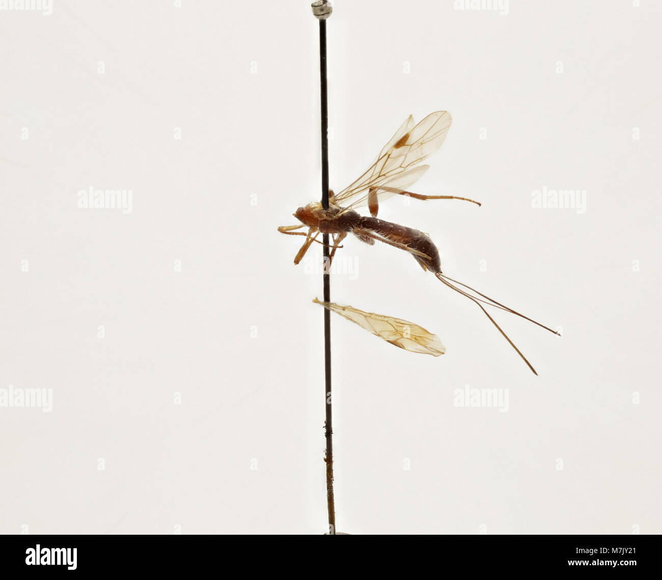 Doryctes deuticoxa is a species within the Zoosphere collection, an ...