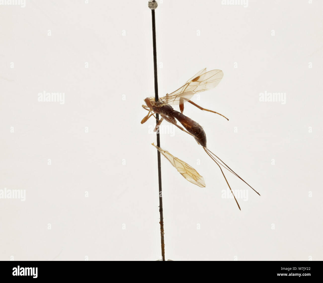 Doryctes deuticoxa, a species of parasitic wasp, photographed as part ...
