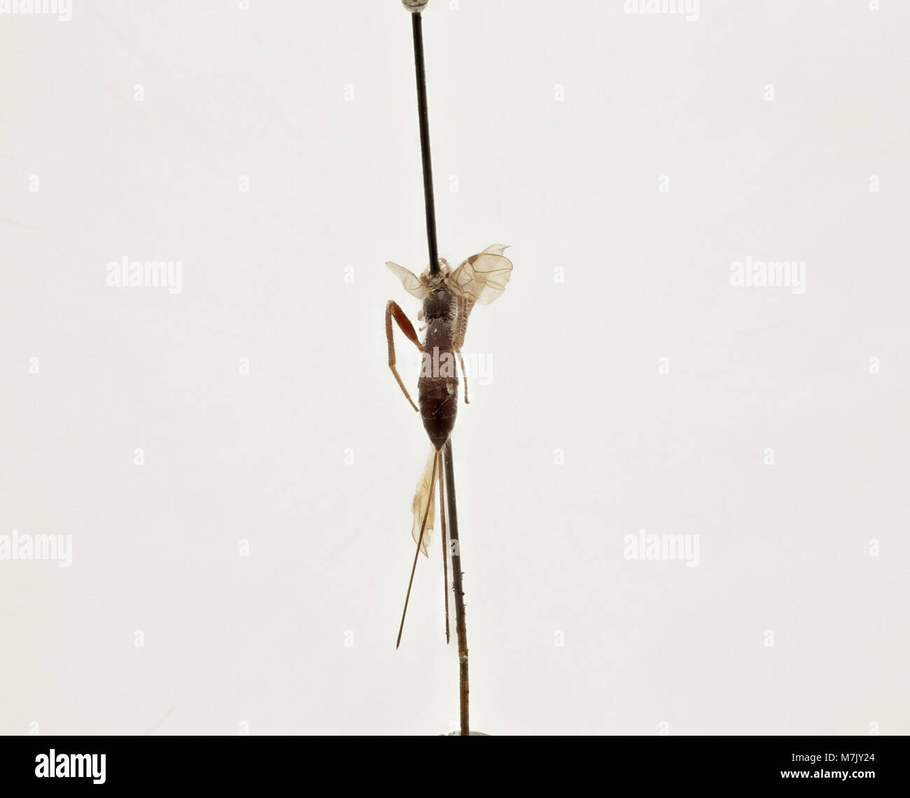 Doryctes deuticoxa (Zoosphere 139 070 Stock Photo - Alamy