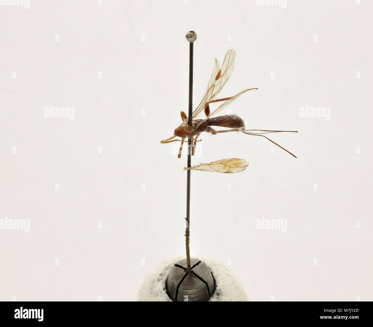 Doryctes deuticoxa (Zoosphere 139 078 Stock Photo - Alamy