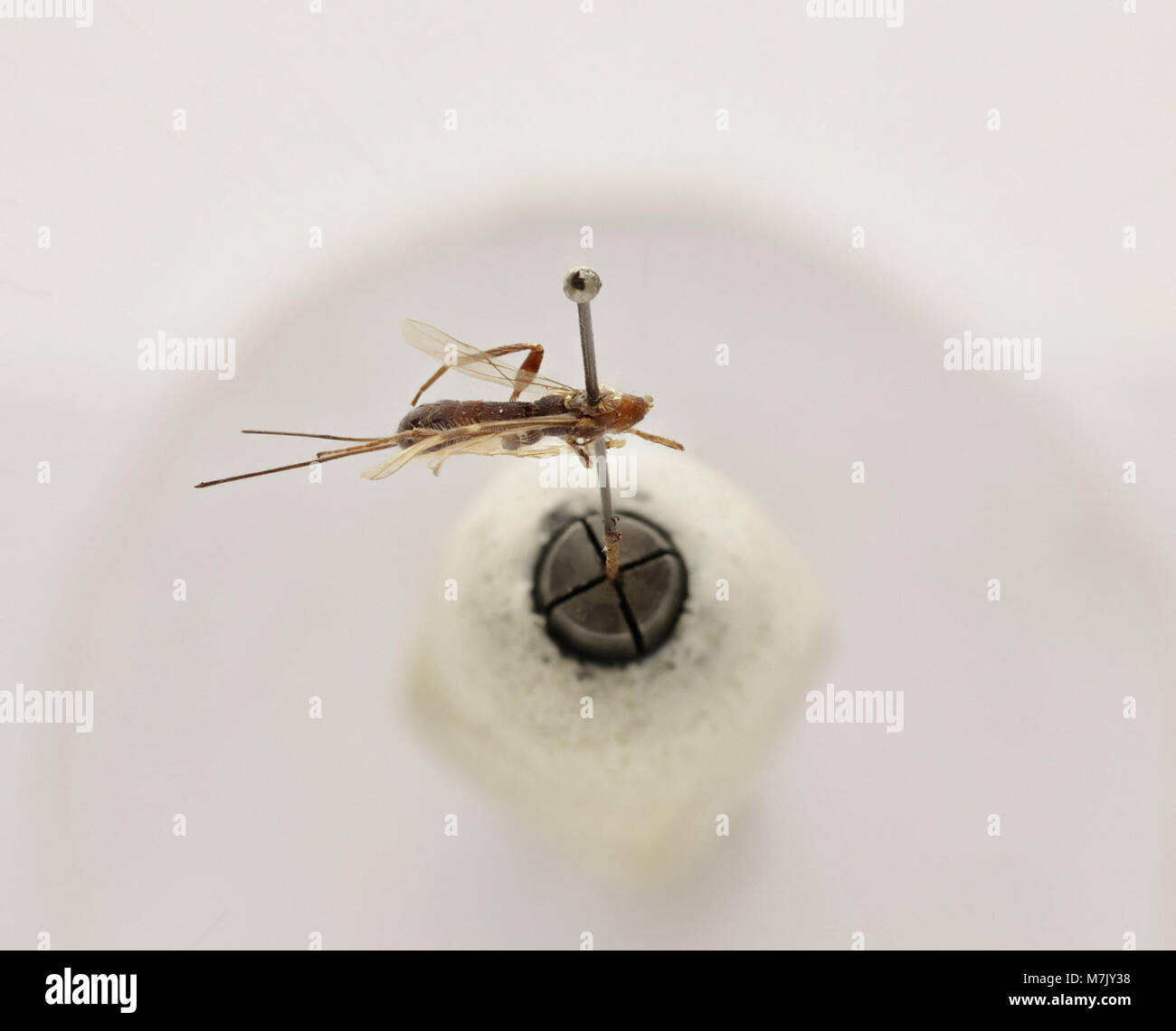 A detailed image of the beetle species Doryctes deuticoxa, showing its ...