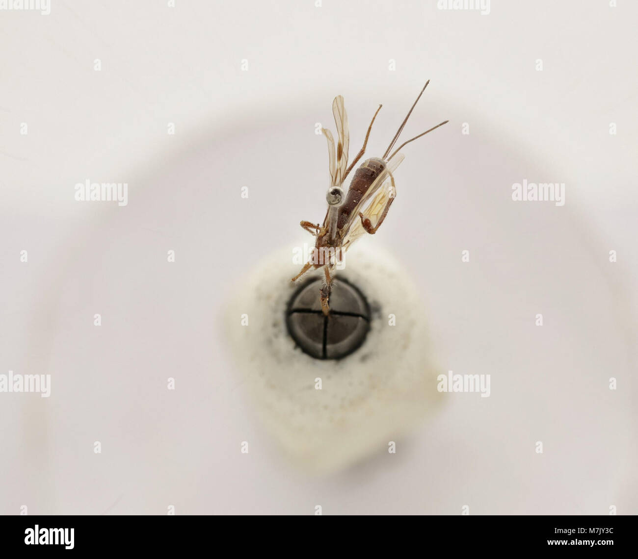 Doryctes deuticoxa is a species of parasitic wasp. This image provides ...