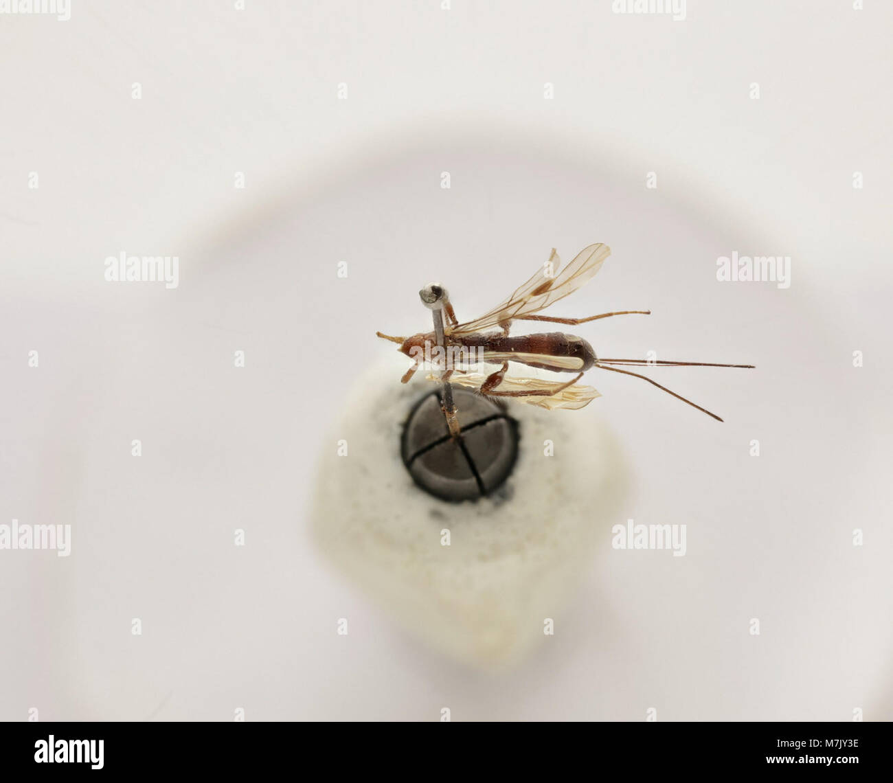 Doryctes deuticoxa (Zoosphere 139 103 Stock Photo - Alamy