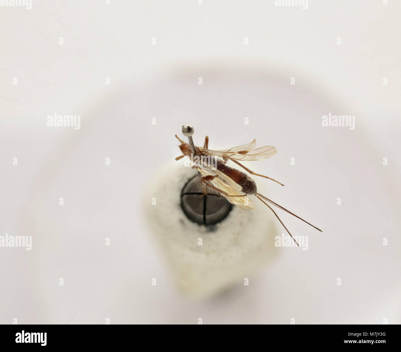 An image of *Doryctes deuticoxa*, a species of parasitic wasp, from the ...