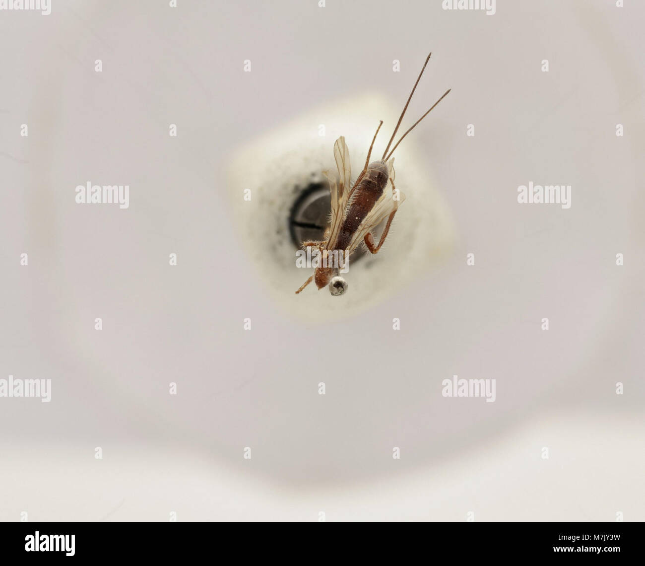 A specimen of Doryctes deuticoxa, a parasitic wasp species, shown in ...