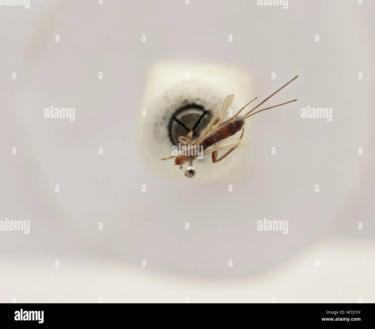 This image features Doryctes deuticoxa, a species of parasitic wasp. It ...