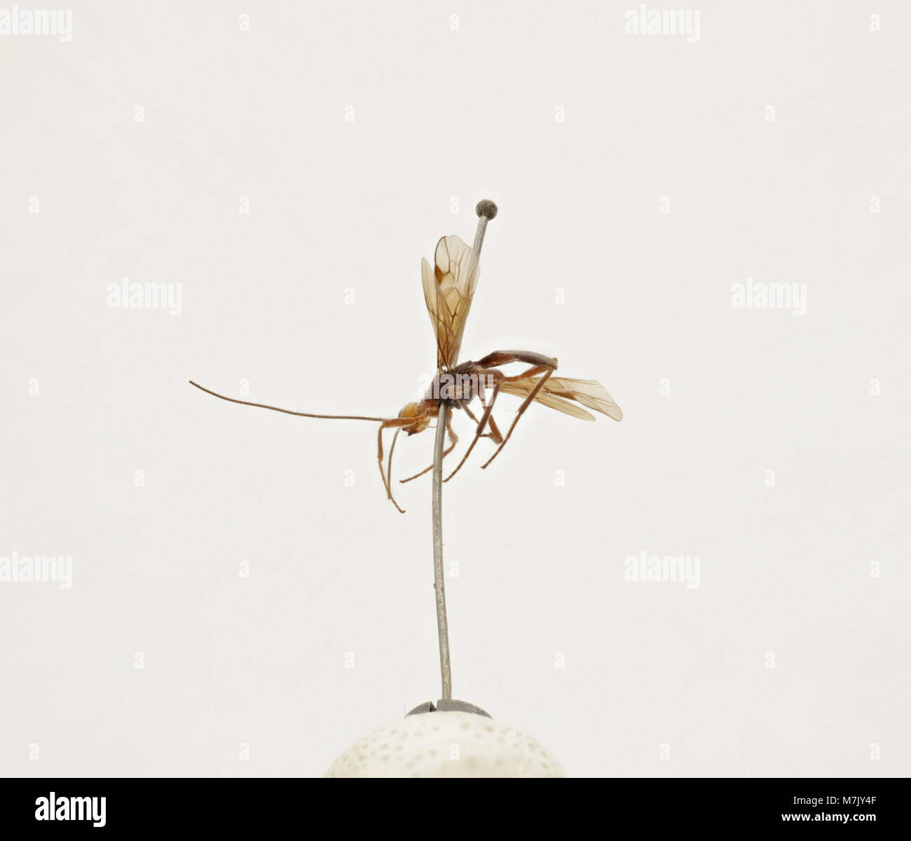 Doryctes fulviceps hi-res stock photography and images - Alamy